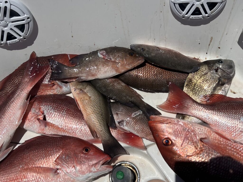 Why do fish smell like fish? - Magnolia Tribune