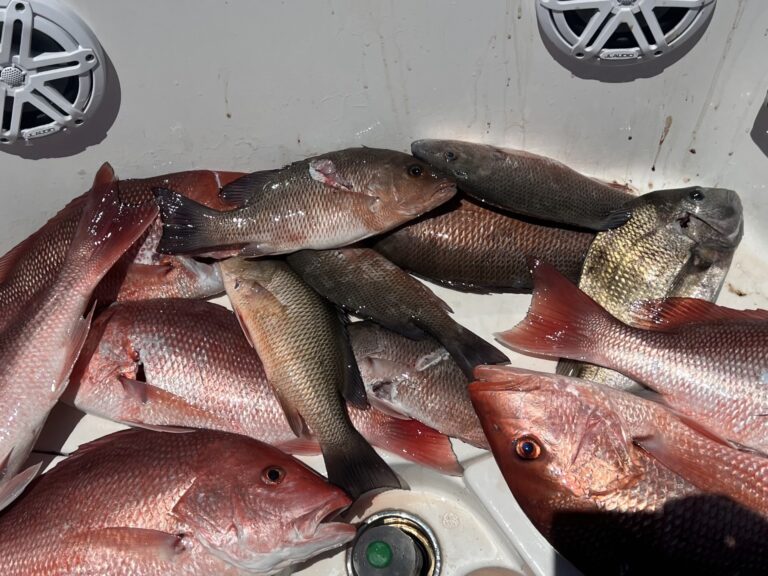 Why do fish smell like fish? - Magnolia Tribune