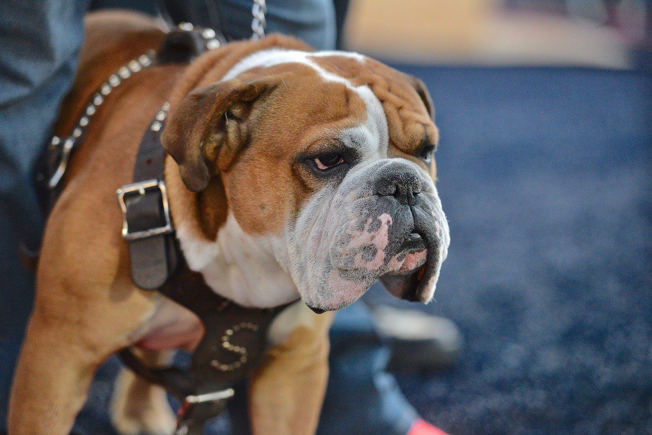 Ole Miss' rallying cry, "Hotty Toddy!" and why Miss. State fans ring ...