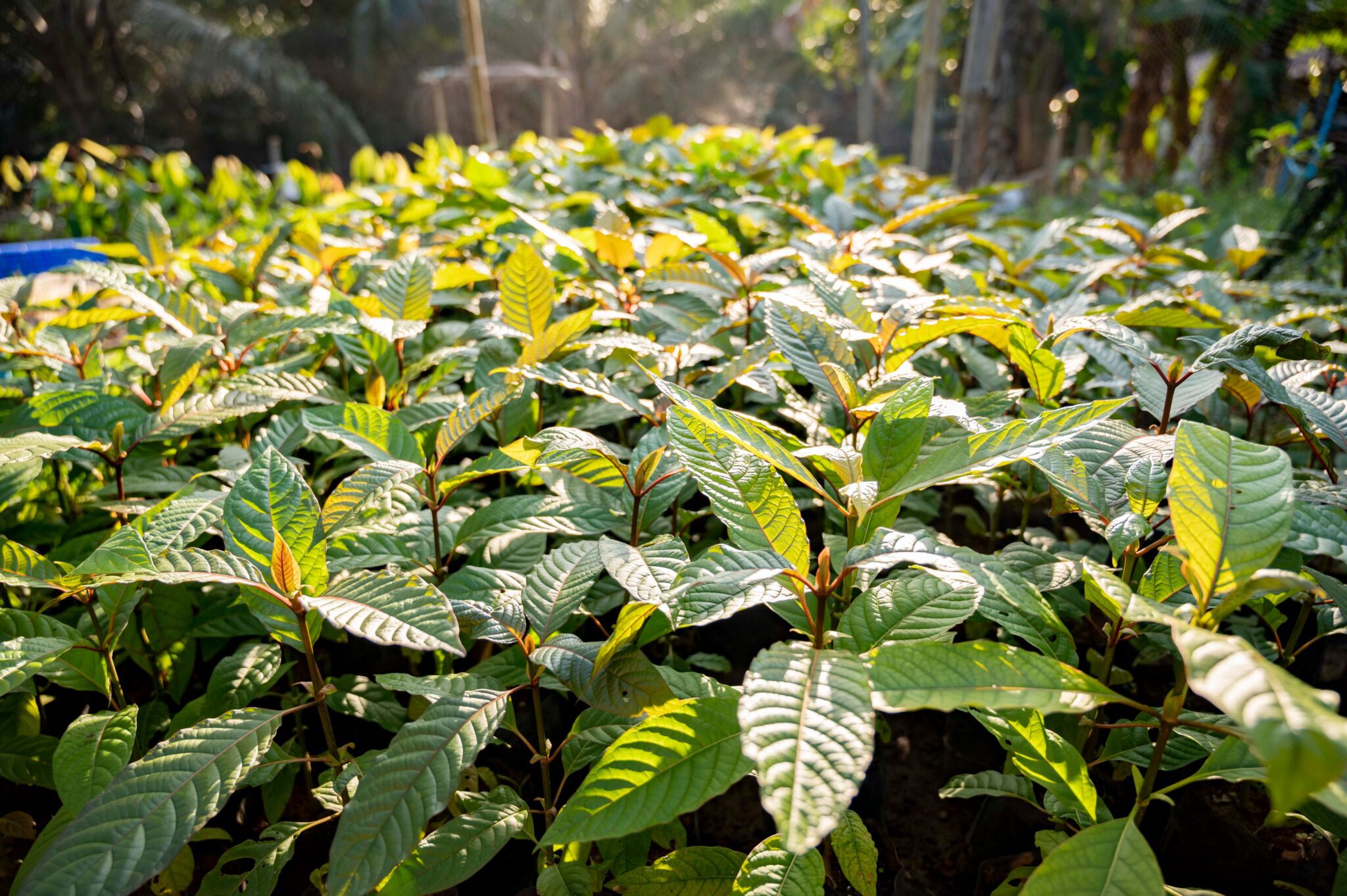 Lawmakers agree on measures to fight blight in Mississippi ...