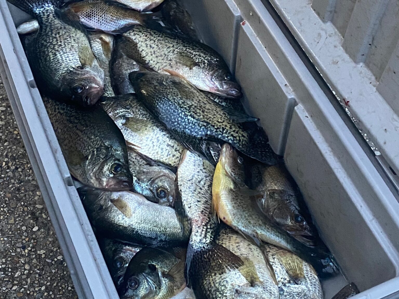 What’s the best tasting freshwater fish? - Magnolia Tribune