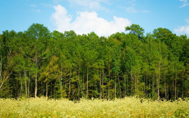 Support for Drax is support for Mississippi’s forests and economy ...